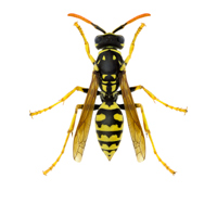 Artfakta från SLU Artdatabanken