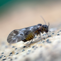 Artfakta från SLU Artdatabanken