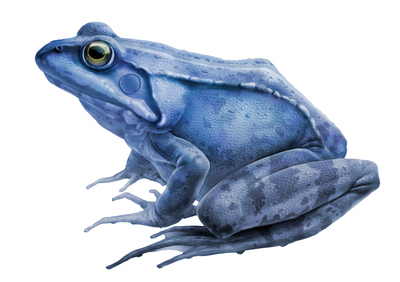 Artfakta från SLU Artdatabanken