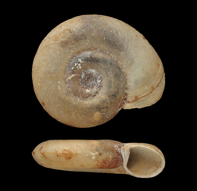 Artfakta från SLU Artdatabanken