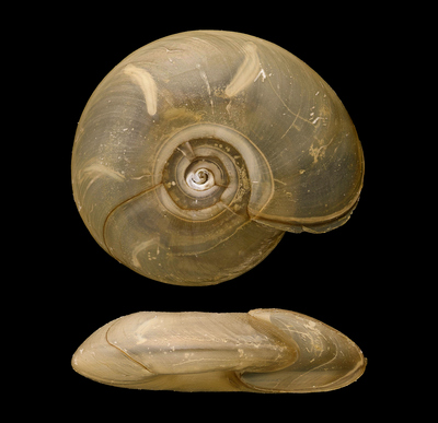 Artfakta från SLU Artdatabanken