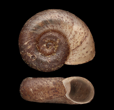 Artfakta från SLU Artdatabanken