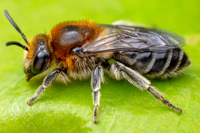 Artfakta från SLU Artdatabanken