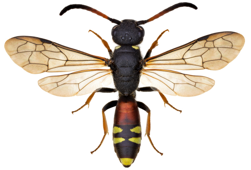 Artfakta från SLU Artdatabanken