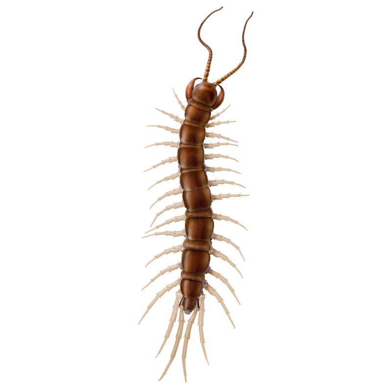 Artfakta från SLU Artdatabanken