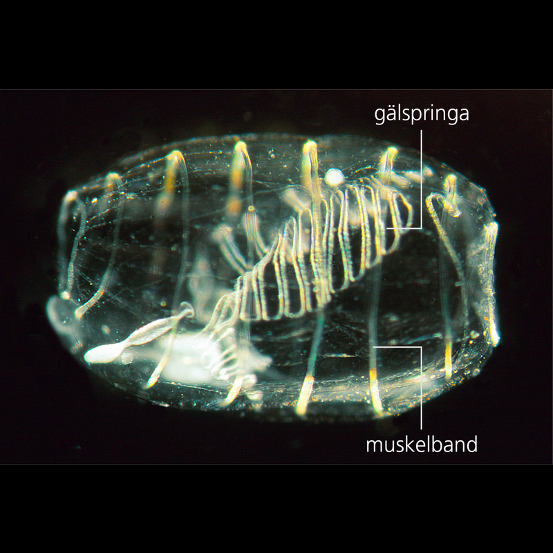 Artfakta från SLU Artdatabanken