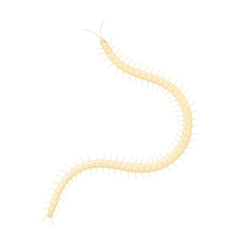 Artfakta från SLU Artdatabanken