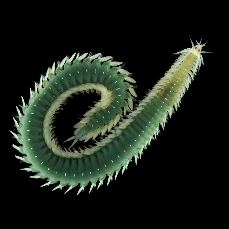 Artfakta från SLU Artdatabanken