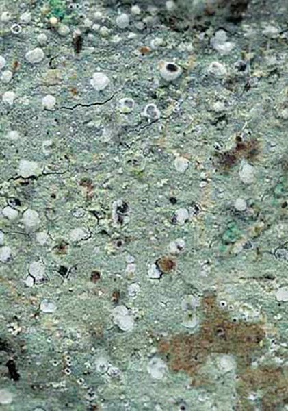 Artfakta från SLU Artdatabanken