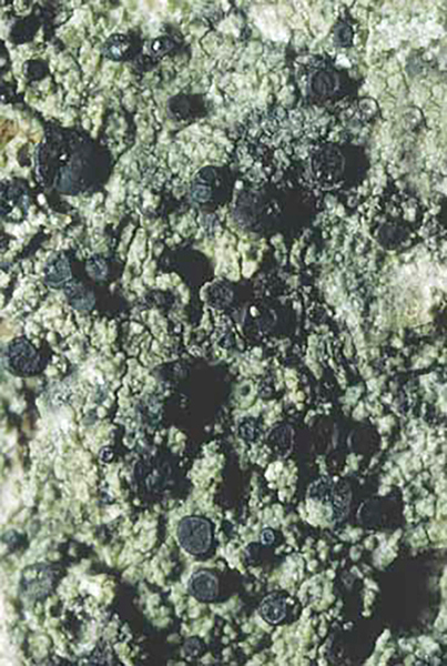 Artfakta från SLU Artdatabanken