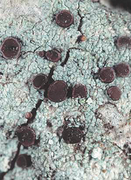 Artfakta från SLU Artdatabanken