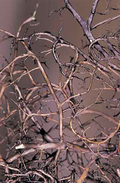 Artfakta från SLU Artdatabanken