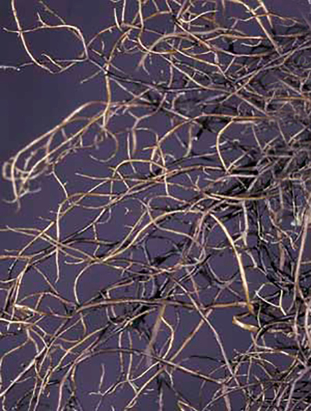 Artfakta från SLU Artdatabanken