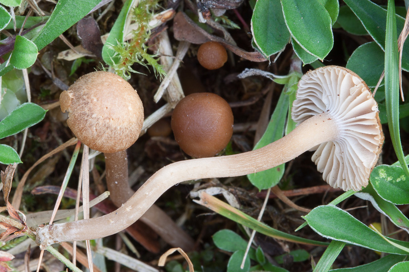 Artfakta från SLU Artdatabanken