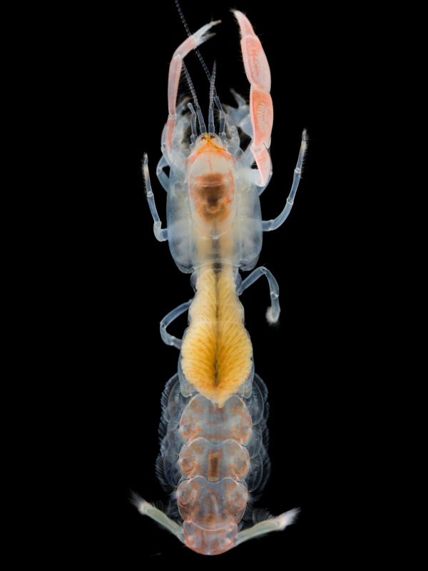 Artfakta från SLU Artdatabanken