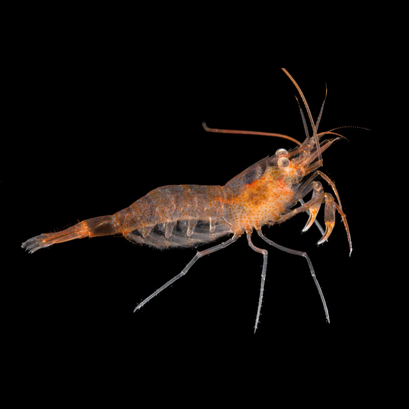 Artfakta från SLU Artdatabanken