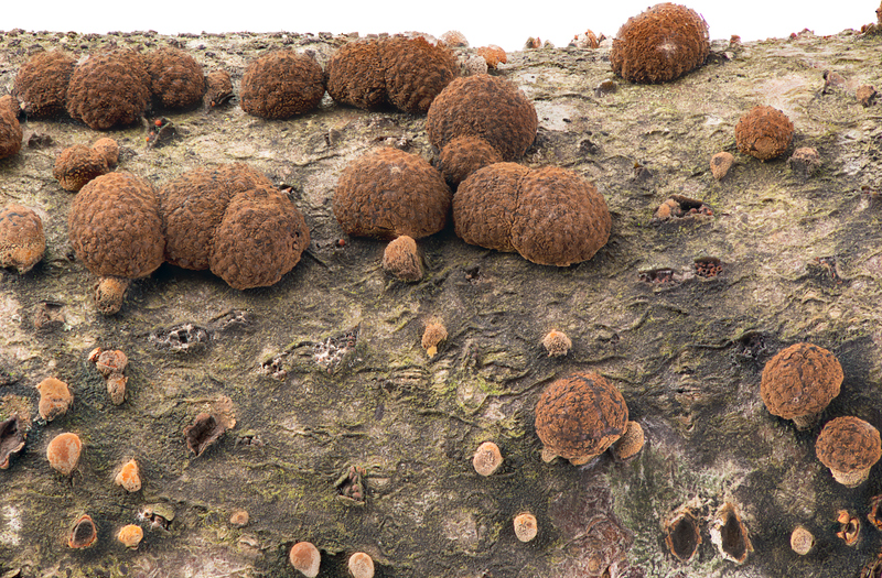 Artfakta från SLU Artdatabanken