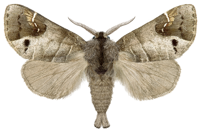 Artfakta från SLU Artdatabanken