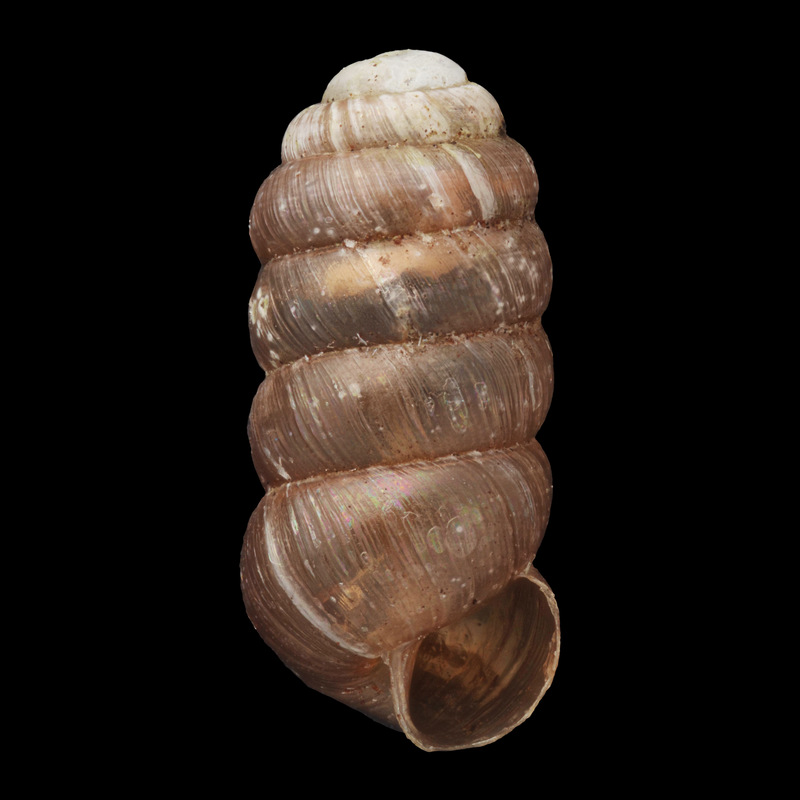 Artfakta från SLU Artdatabanken