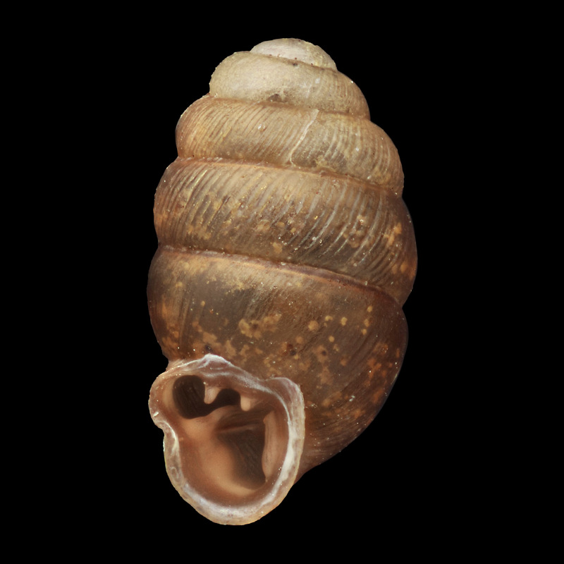 Artfakta från SLU Artdatabanken