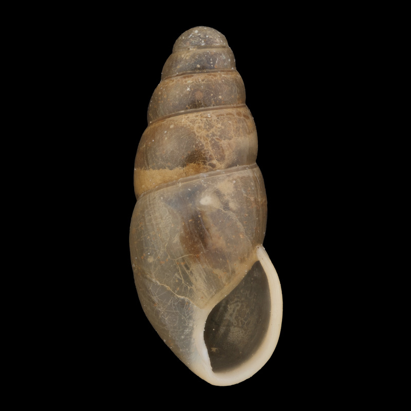 Artfakta från SLU Artdatabanken