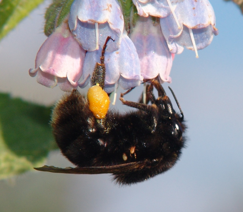 Artfakta från SLU Artdatabanken