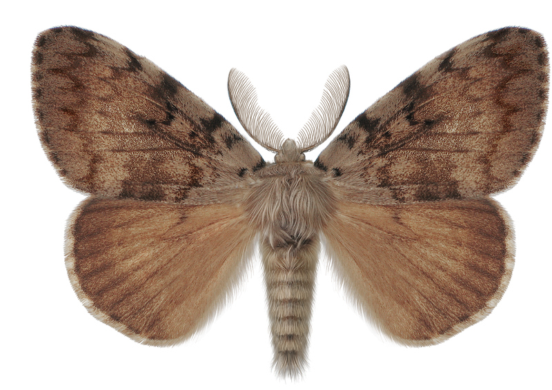 Artfakta från SLU Artdatabanken