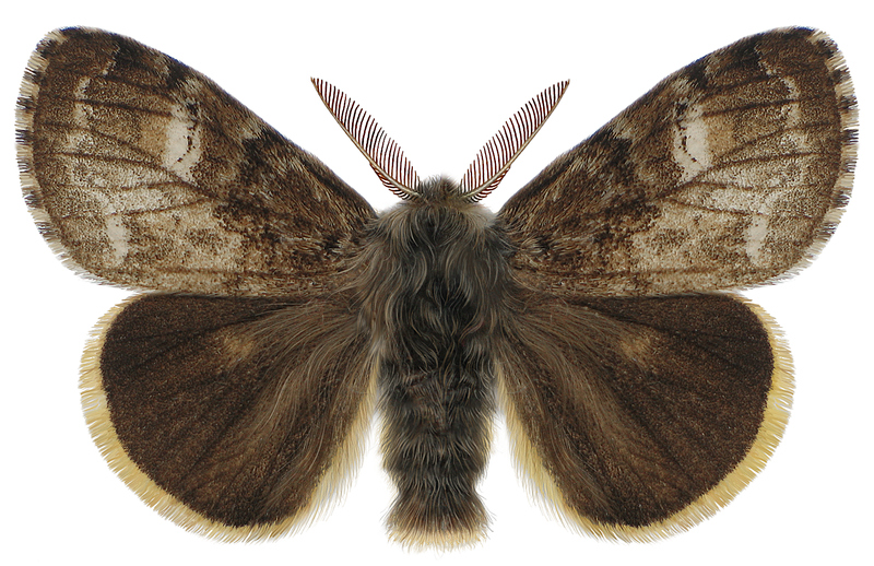 Artfakta från SLU Artdatabanken