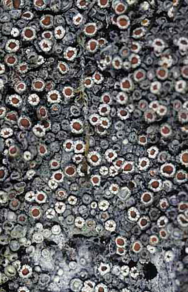 Artfakta från SLU Artdatabanken