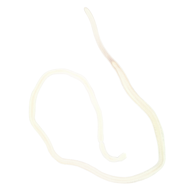 Artfakta från SLU Artdatabanken