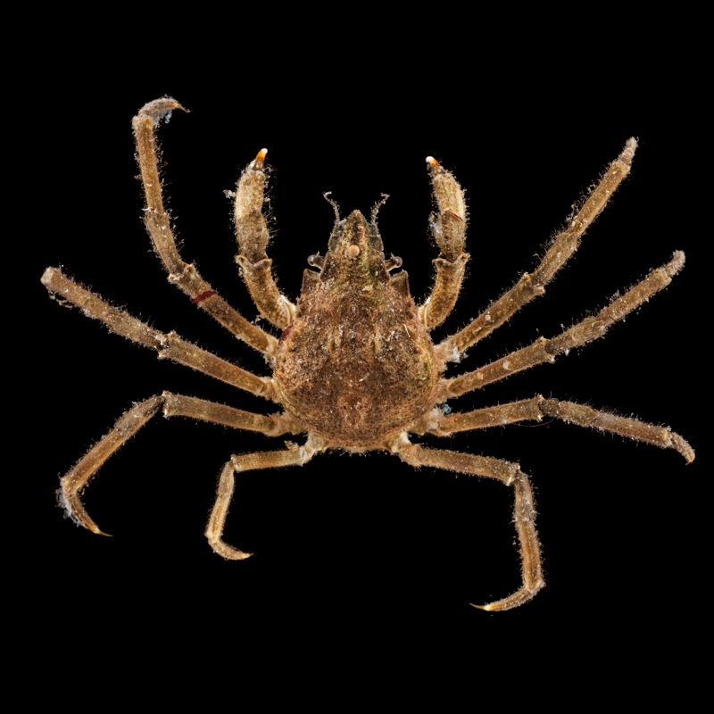 Artfakta från SLU Artdatabanken