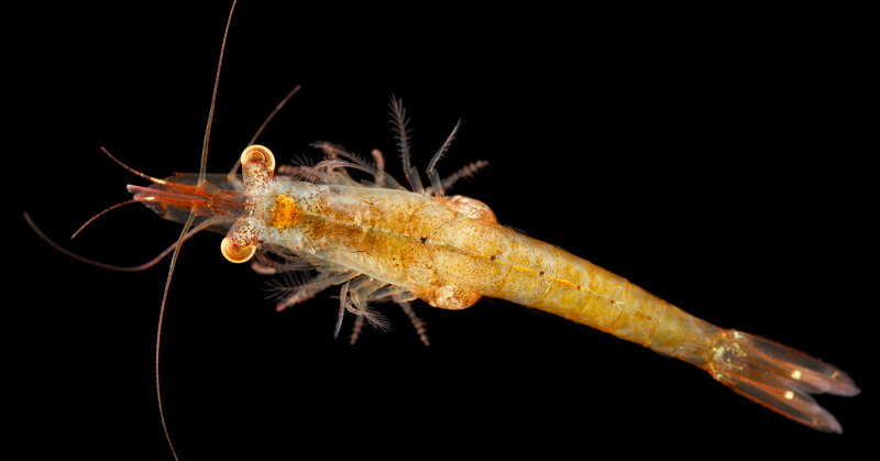 Artfakta från SLU Artdatabanken