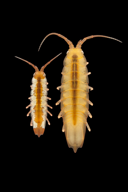 Artfakta från SLU Artdatabanken