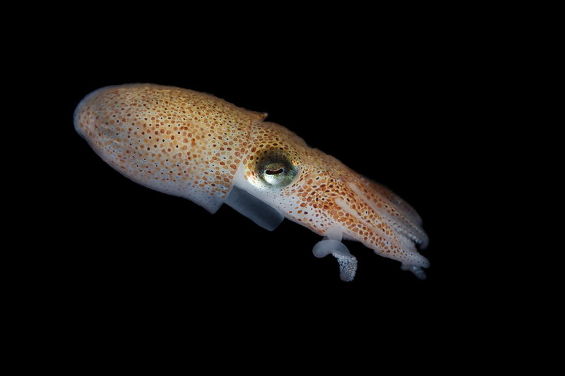 Artfakta från SLU Artdatabanken