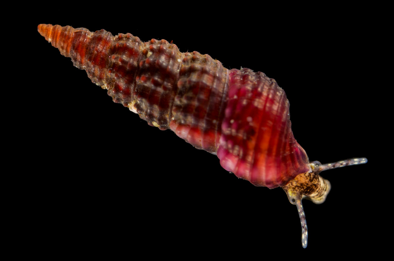 Artfakta från SLU Artdatabanken