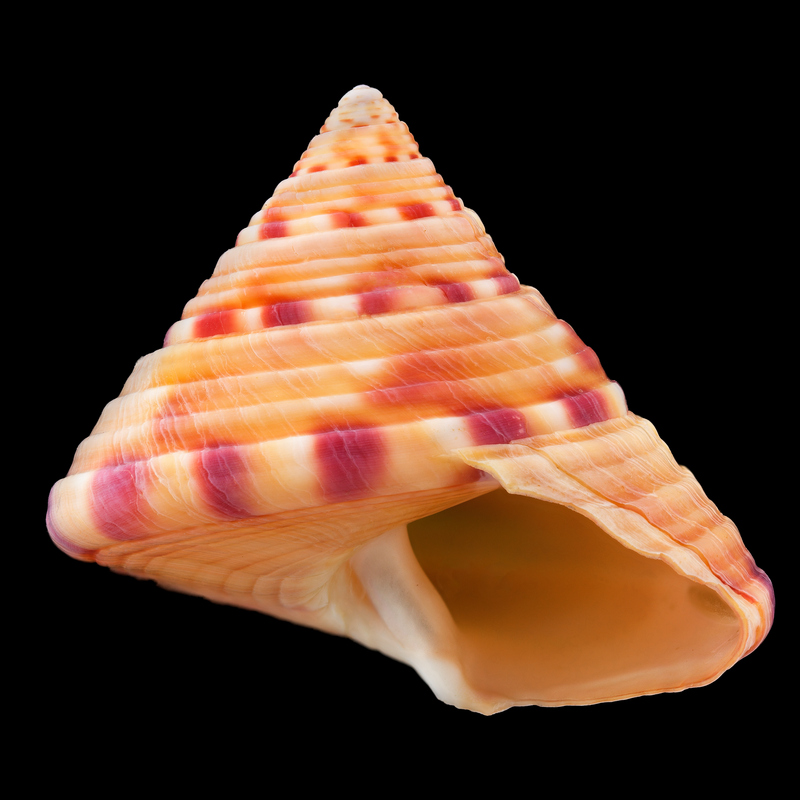 Artfakta från SLU Artdatabanken