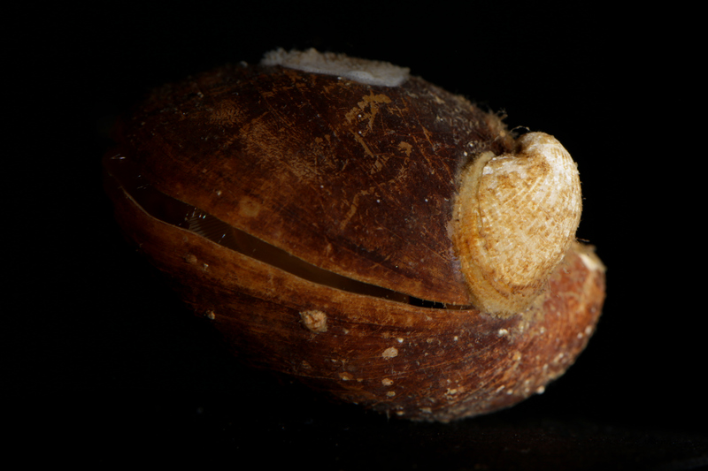 Artfakta från SLU Artdatabanken