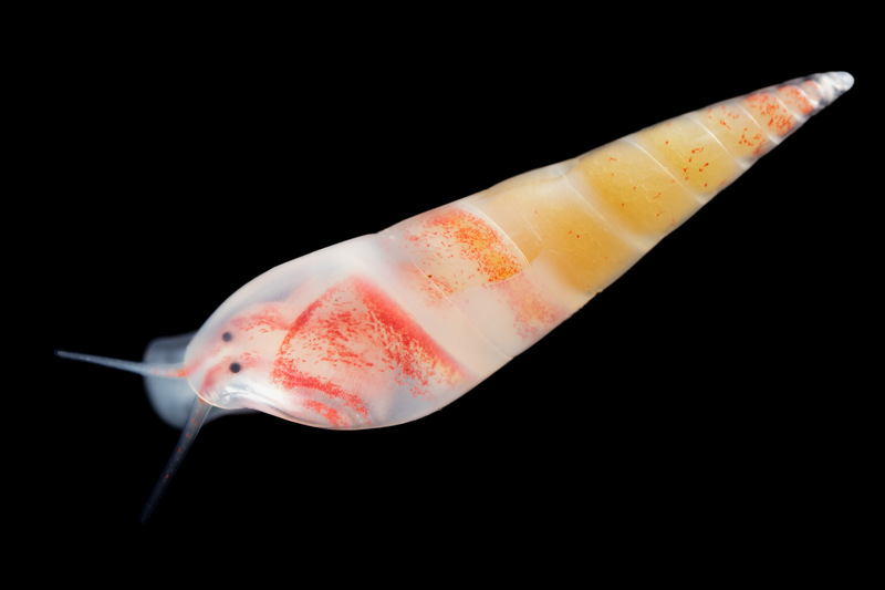 Artfakta från SLU Artdatabanken