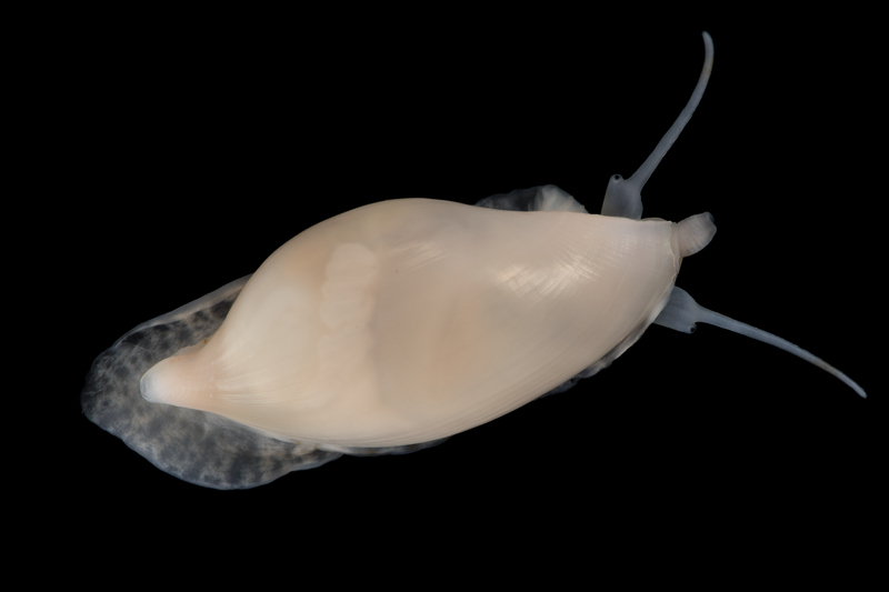 Artfakta från SLU Artdatabanken