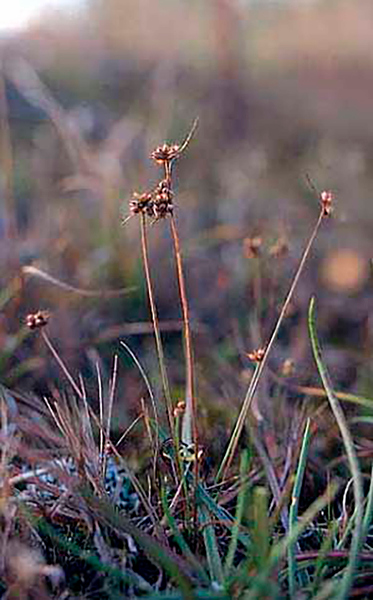 Artfakta från SLU Artdatabanken