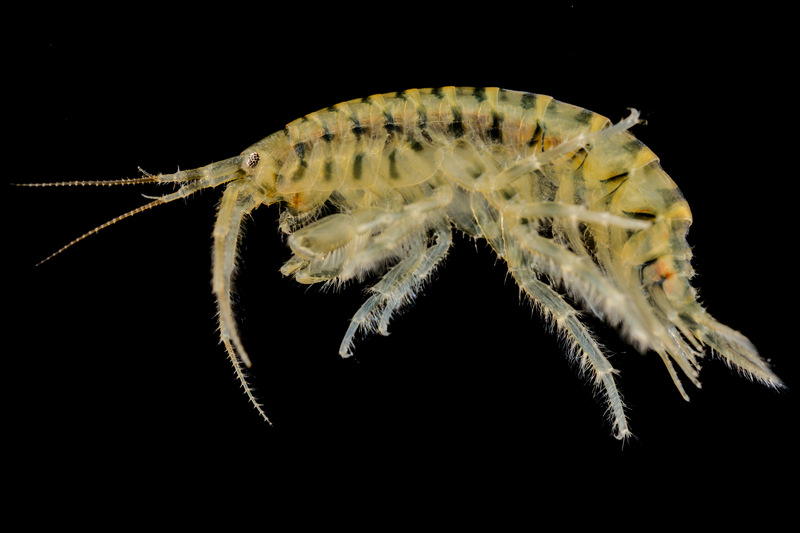 Artfakta från SLU Artdatabanken