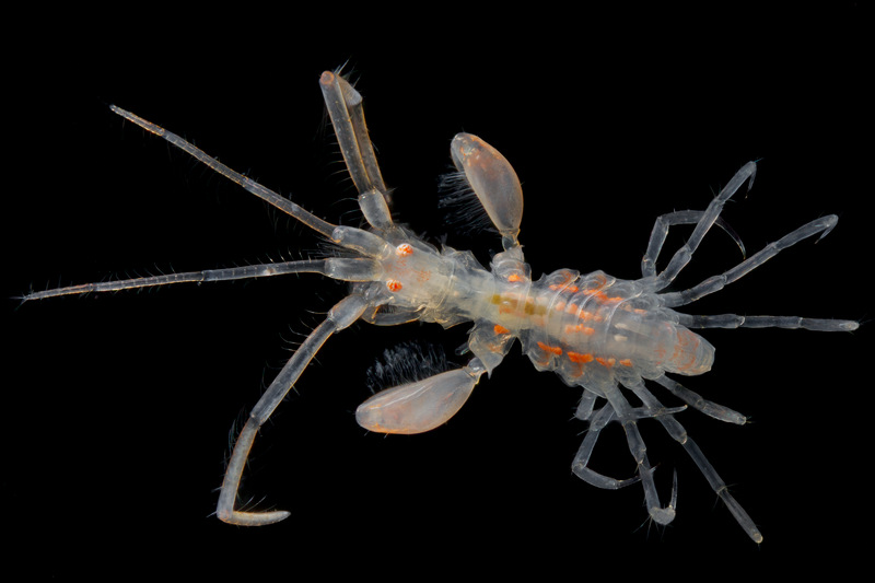 Artfakta från SLU Artdatabanken