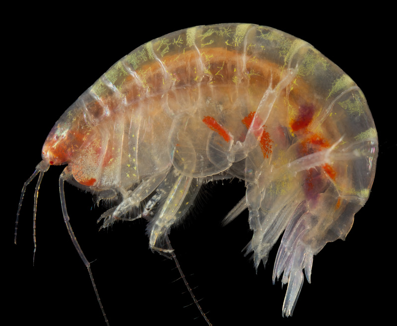 Artfakta från SLU Artdatabanken