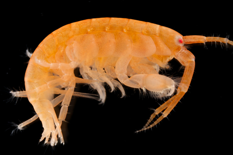 Artfakta från SLU Artdatabanken