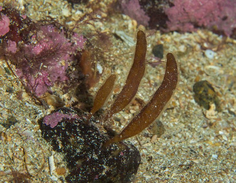 Artfakta från SLU Artdatabanken