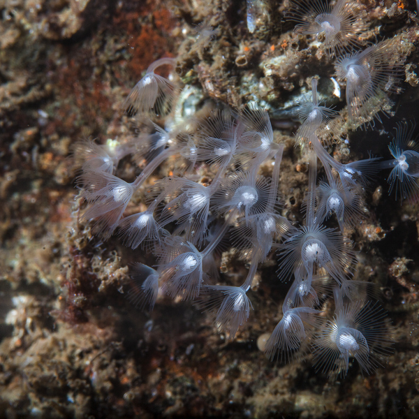 Artfakta från SLU Artdatabanken