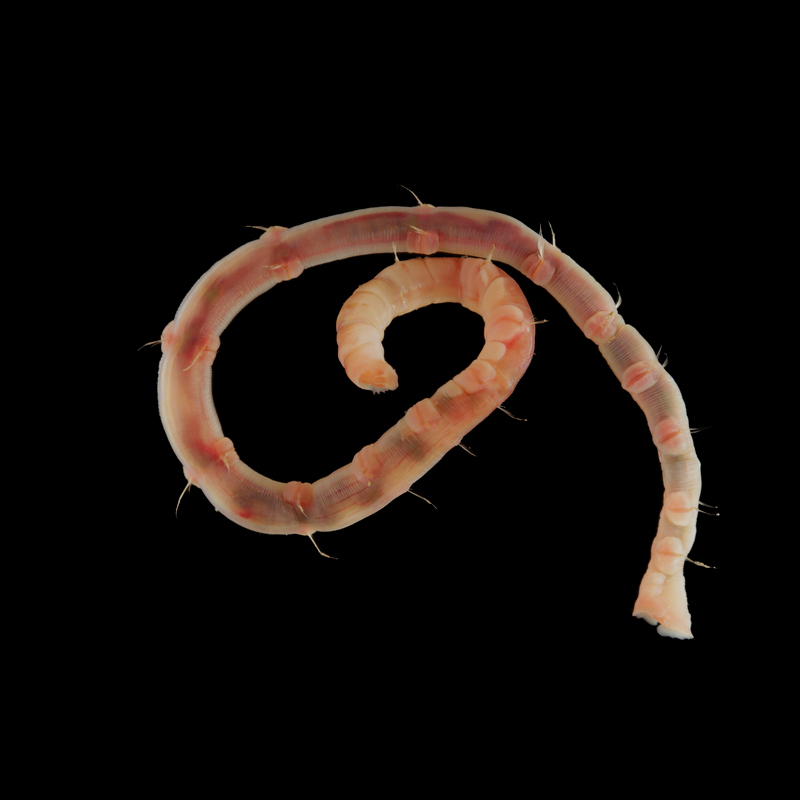 Artfakta från SLU Artdatabanken