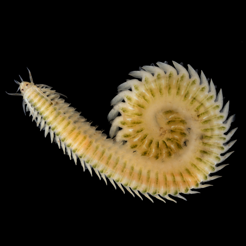 Artfakta från SLU Artdatabanken