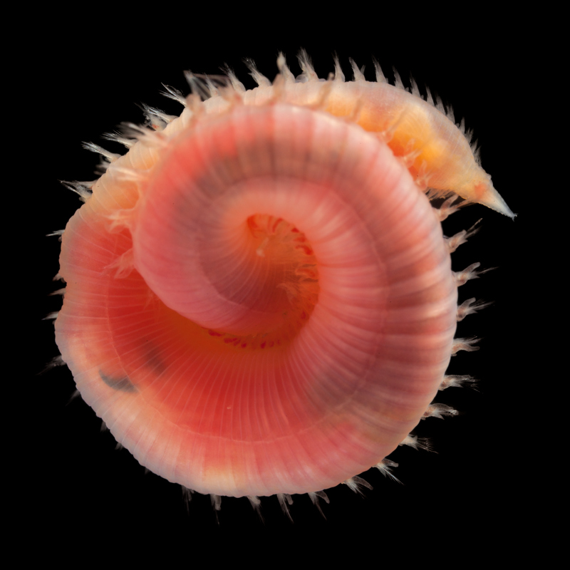 Artfakta från SLU Artdatabanken