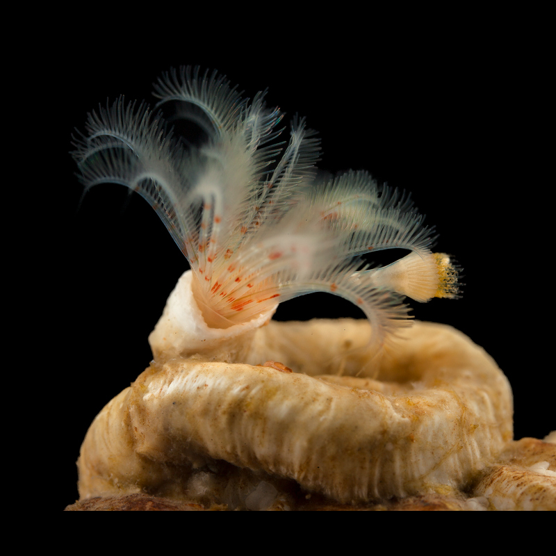 Artfakta från SLU Artdatabanken